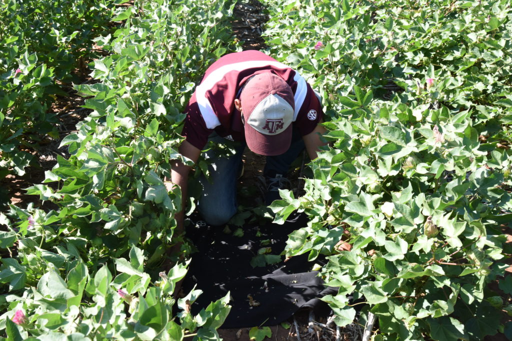 Managing Cotton Insects in Texas – AgriLife Extension Entomology