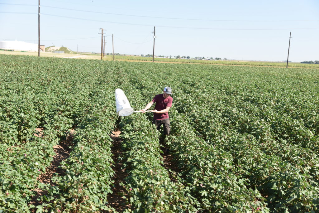 Managing Cotton Insects in Texas – AgriLife Extension Entomology