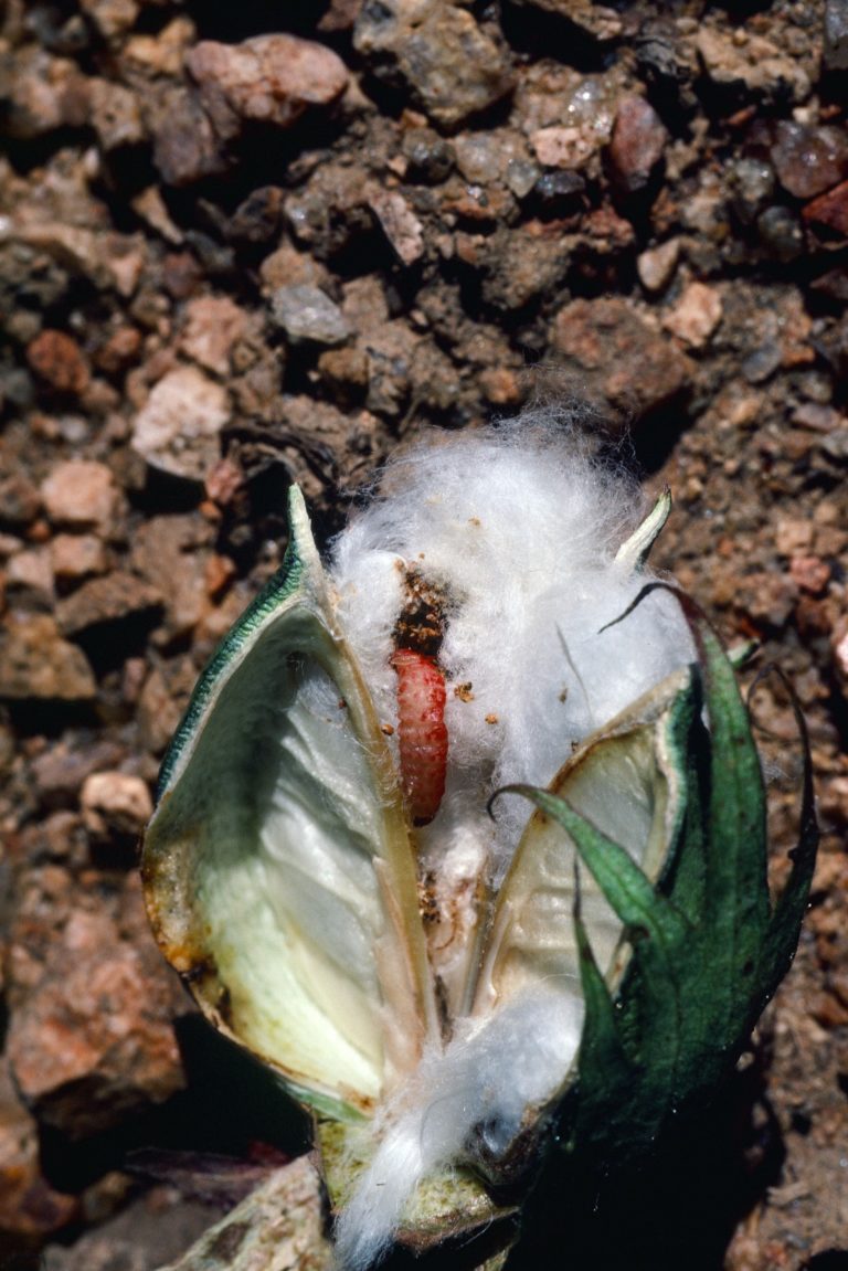 Other Pests – AgriLife Extension Entomology