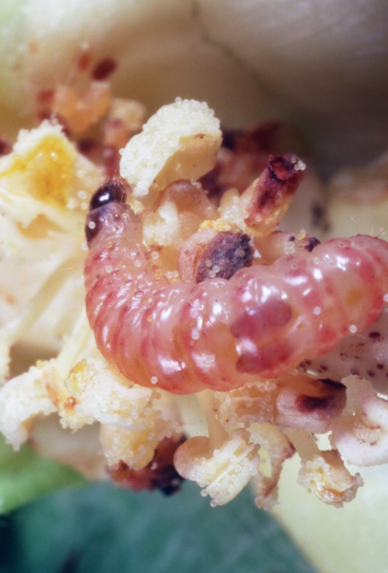 Other Pests – AgriLife Extension Entomology