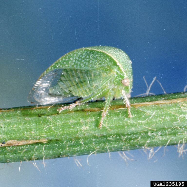 Alfalfa Insects – AgriLife Extension Entomology