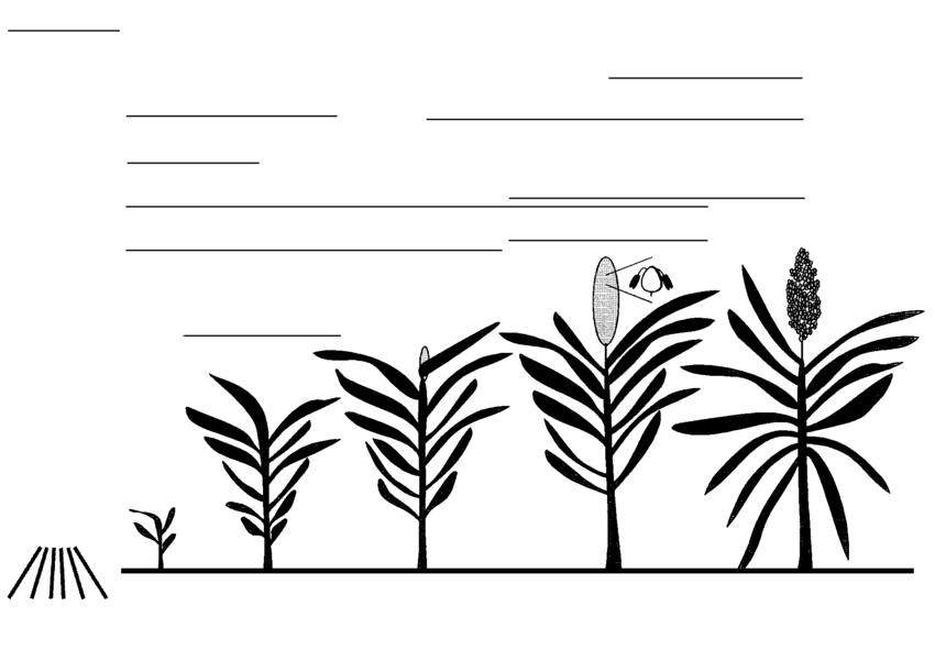 Managing Insect and Mite Pests of Texas Sorghum – AgriLife Extension ...