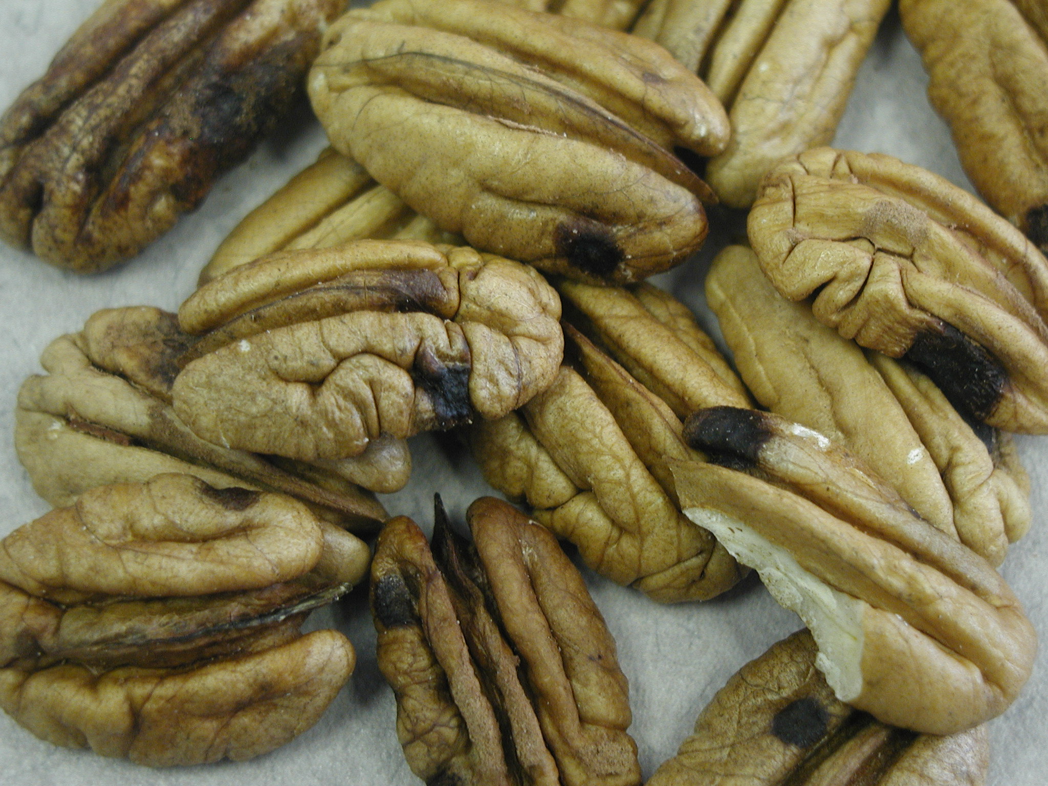 Insects that feed on the pecan nut – AgriLife Extension Entomology