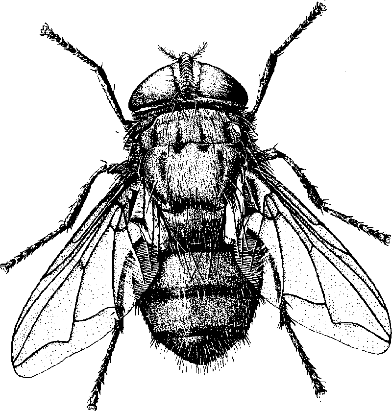 Integrated Pest Management of Flies in Texas Dairies – AgriLife ...