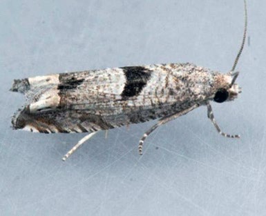 Managing Insect Pests of Texas Sunflowers – AgriLife Extension Entomology