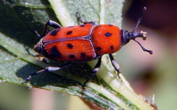 Managing Insect Pests of Texas Sunflowers – AgriLife Extension Entomology