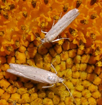 Managing Insect Pests of Texas Sunflowers – AgriLife Extension Entomology