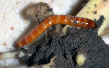 Managing Insect Pests of Texas Sunflowers – AgriLife Extension Entomology