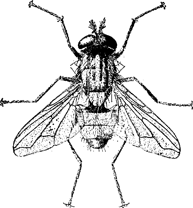 Integrated Pest Management of Flies in Texas Dairies – AgriLife ...