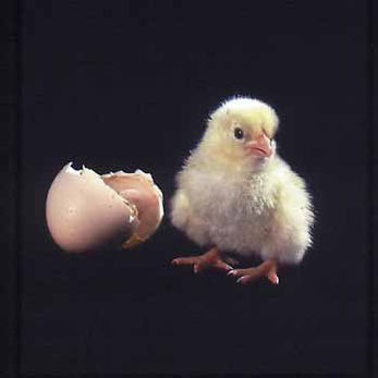 Poultry Pest Management – AgriLife Extension Entomology