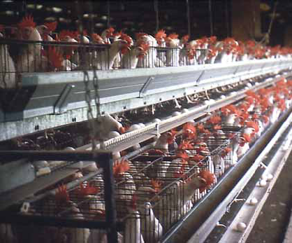 Poultry Pest Management – AgriLife Extension Entomology